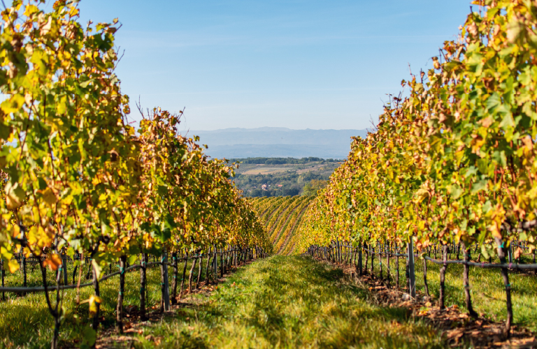 Intervju Vinarija Doja | Roda.rs